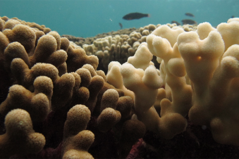 Corals are adapting to survive, but ocean temperatures are rising ...